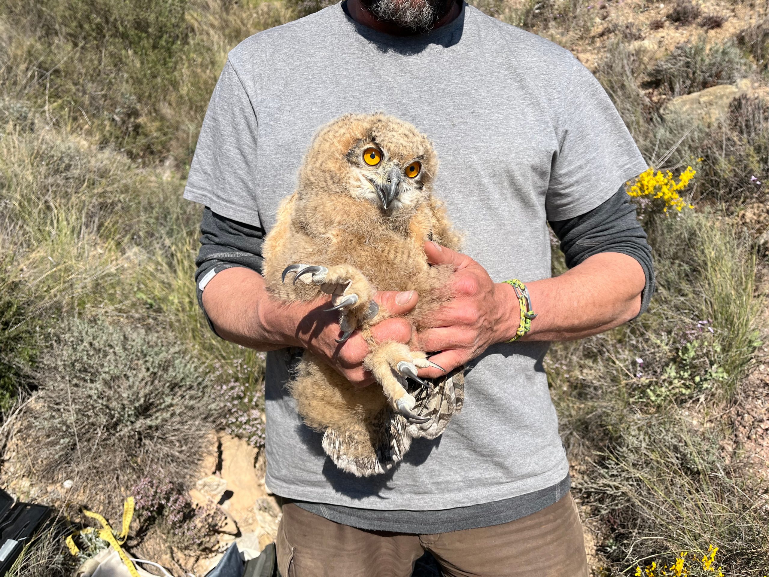 Un estudi fa un seguiment pioner d'exemplars de duc a l'Ebre i altres ...